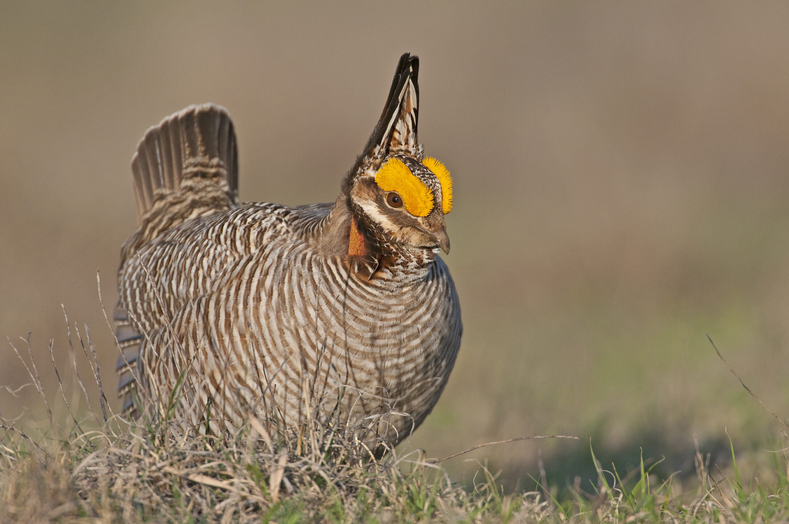 Protecting the Prairie Chicken – Mother Earth News